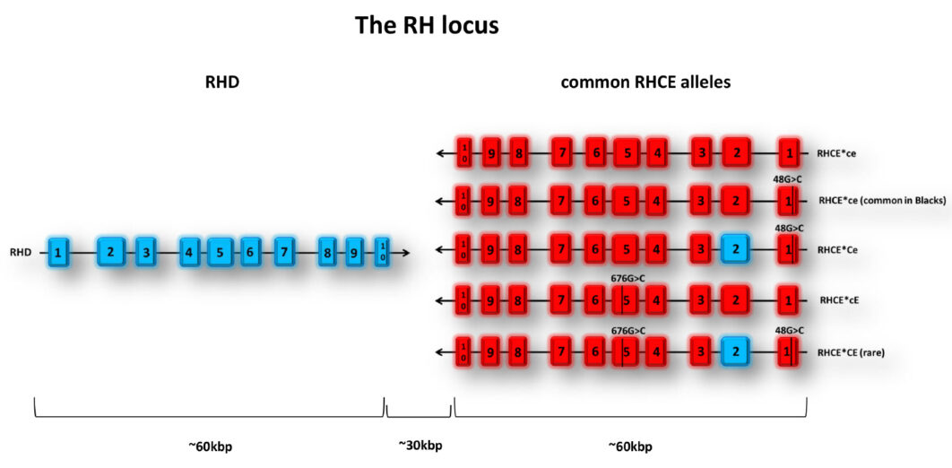 RHCE Table - New York Blood Center Enterprises